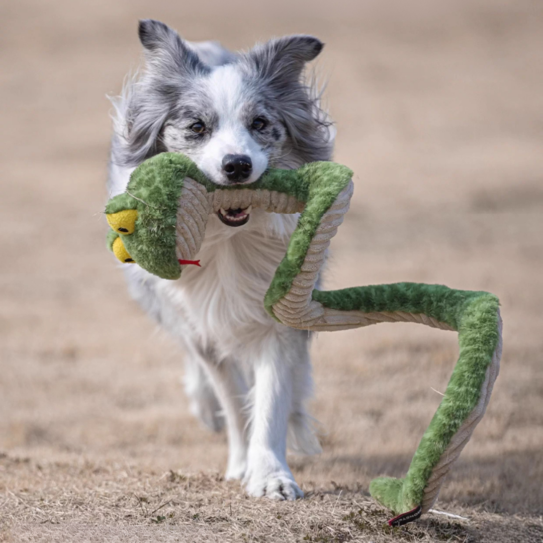 The Silly Snake – Stretchy Squeaky Dog Toy for Endless Tug & Chew Fun ...
